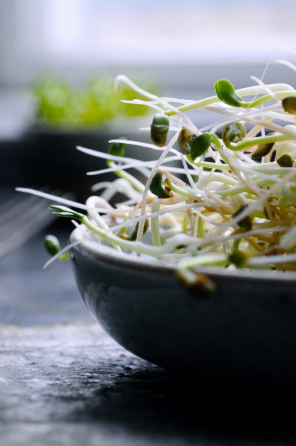 Sådan dyrker du spirer - Den ultimative guide | JulieKarla